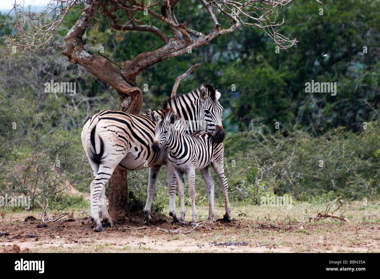 Zebra calf hi-res stock photography and images - Alamy