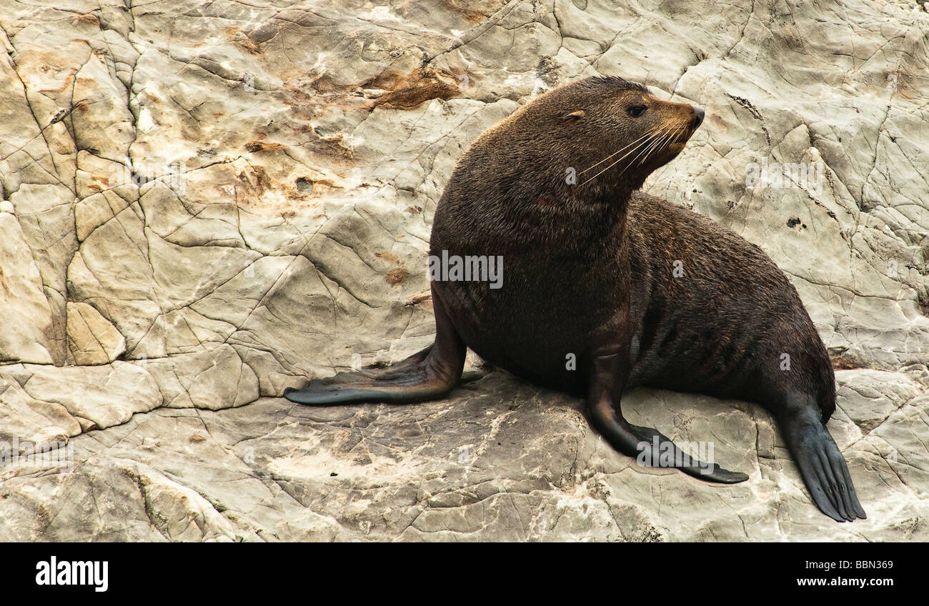 Seal hi-res stock photography and images - Alamy