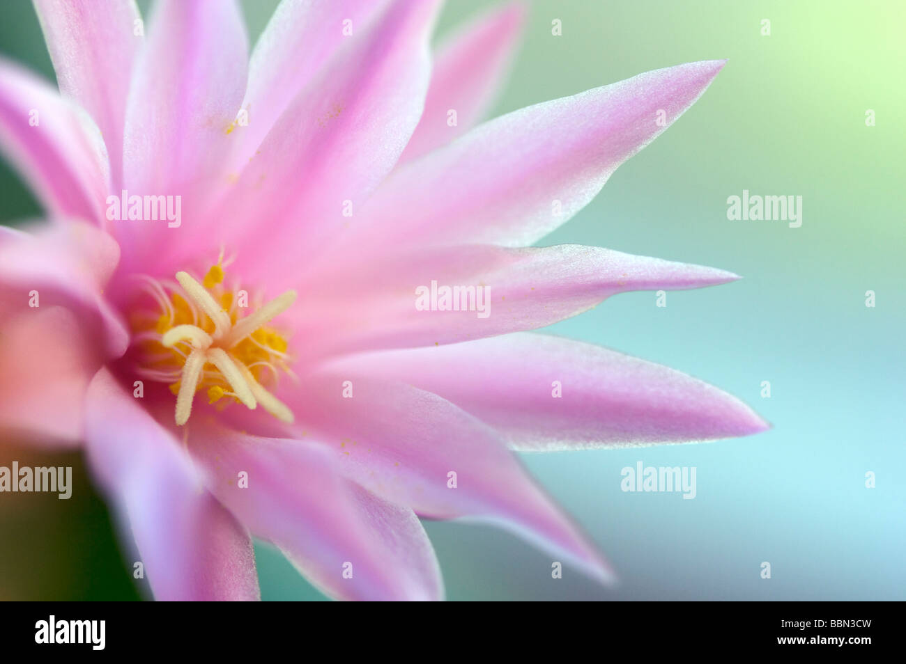 Smooth stem hi-res stock photography and images - Alamy