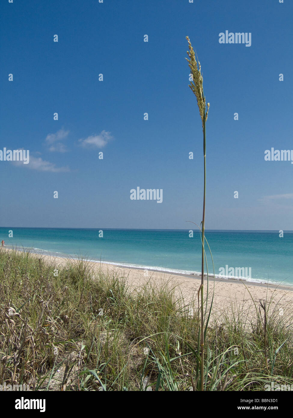 Sea oats hi-res stock photography and images - Alamy