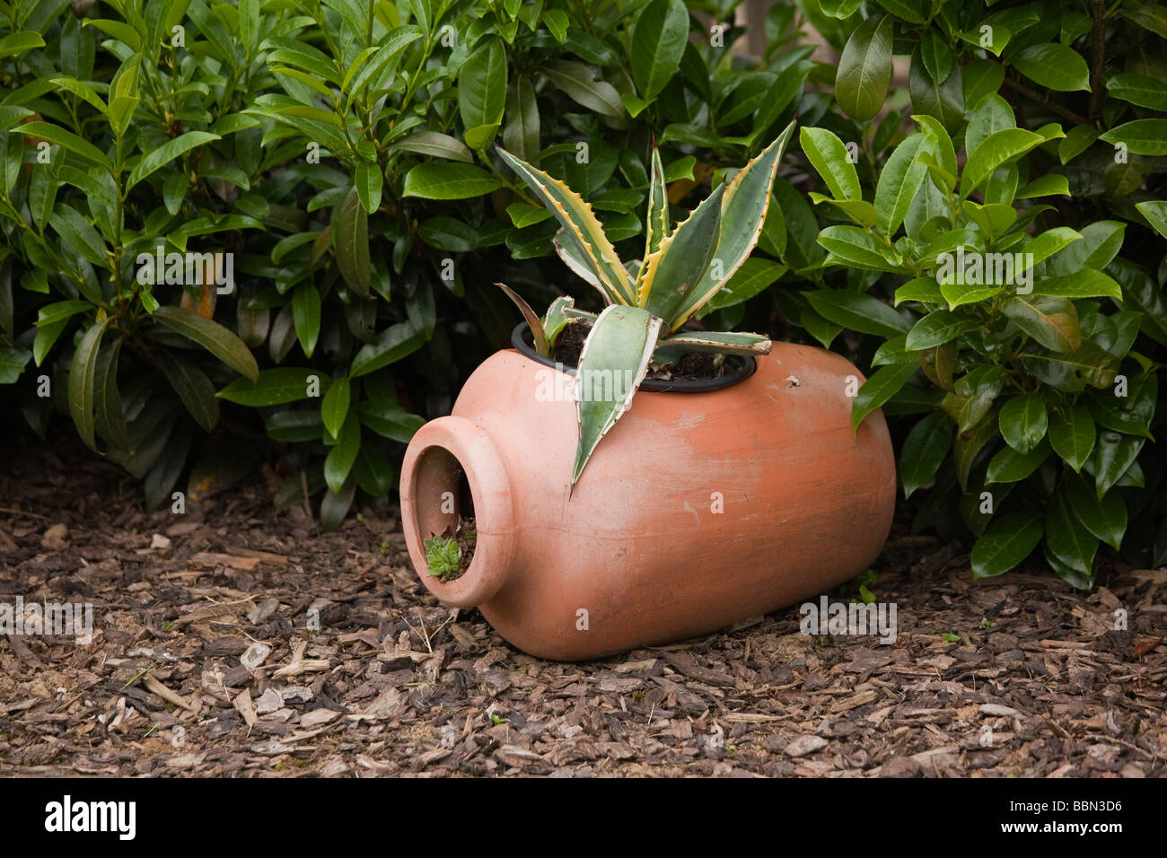 Amphora with a flower, garden decoration Stock Photo - Alamy