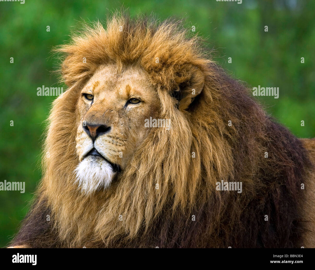 Proud looking male lion Stock Photo - Alamy
