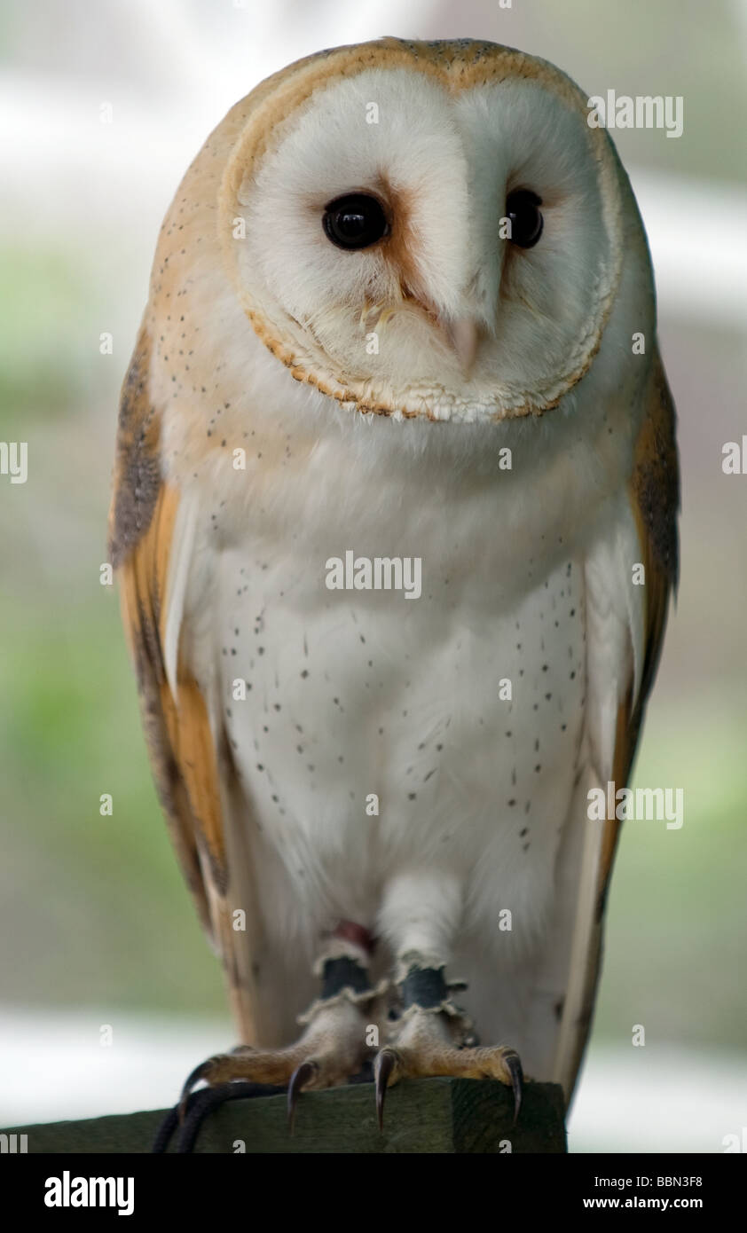 Perch species hi-res stock photography and images - Alamy