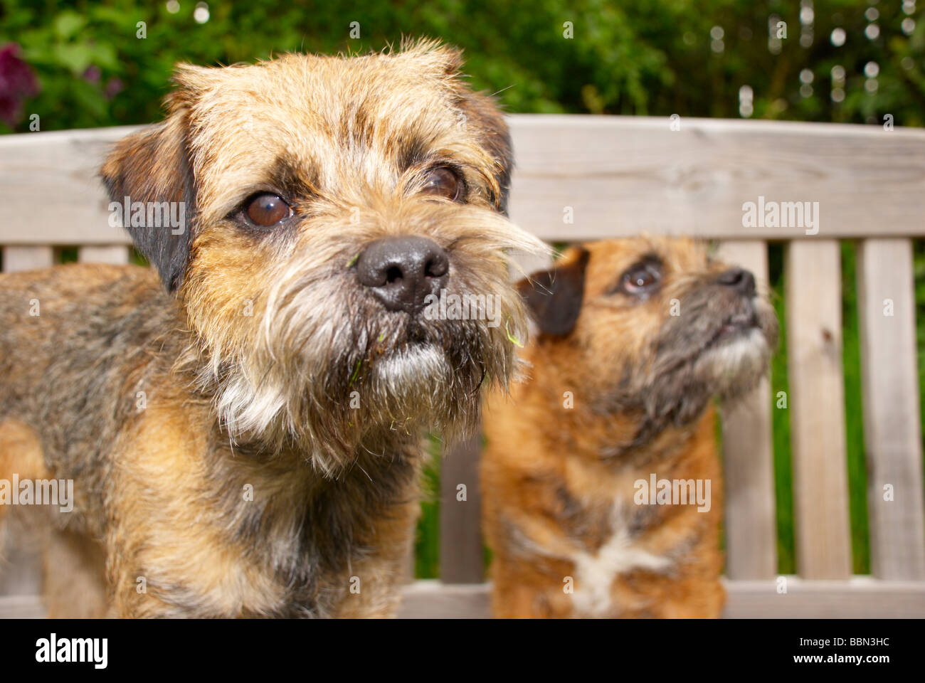 border terriers on a bench Stock Photo - Alamy