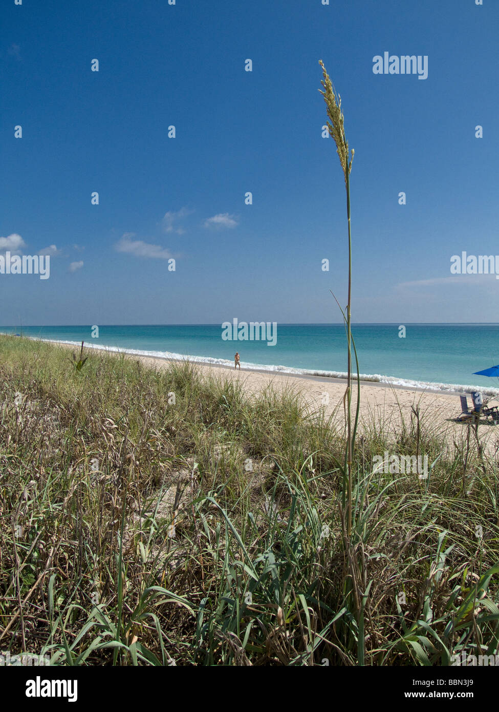 Beach dune sea oats hi-res stock photography and images - Alamy