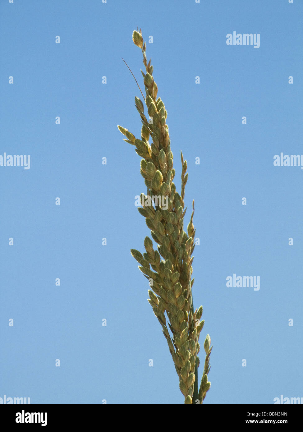 Coastal sea oats hi-res stock photography and images - Alamy