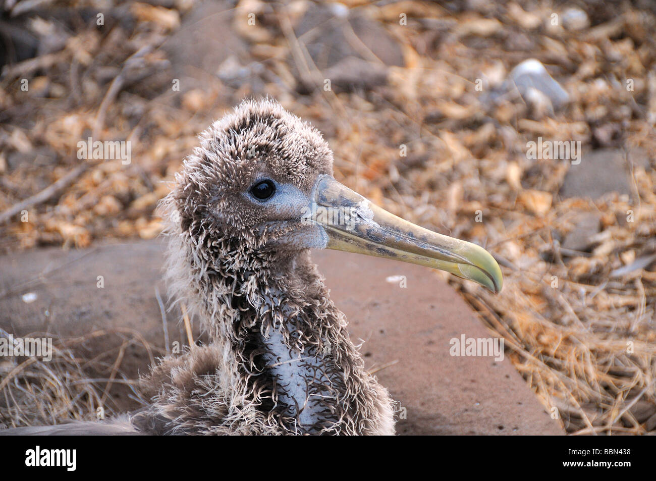 Baby albatross hi-res stock photography and images - Alamy