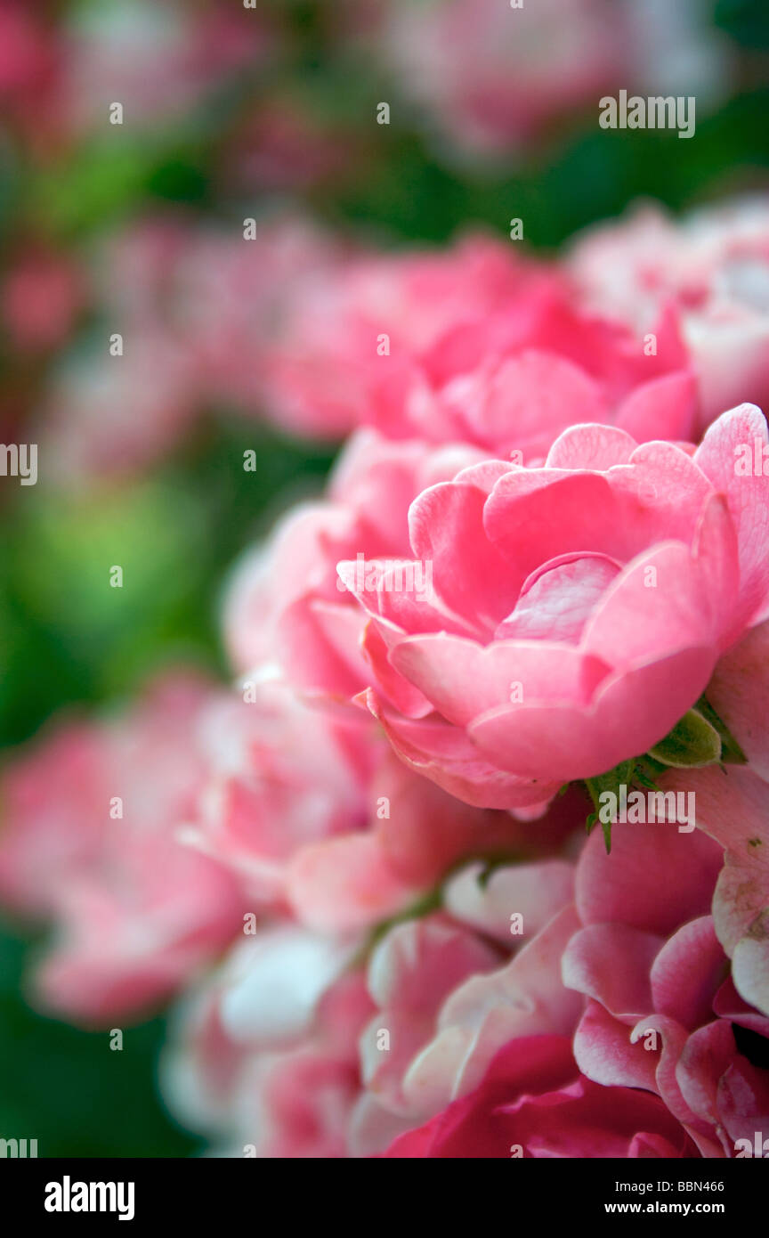 Pink flower rose in green garden. pink, flower, green, bokeh, rose ...