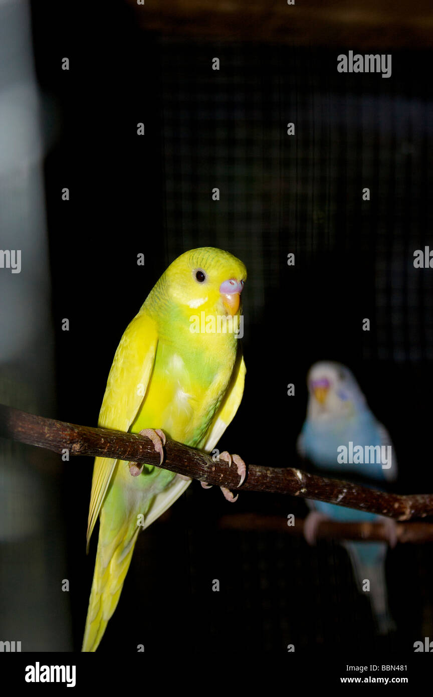 Two parrots in a cage. Introvert-extrovert, yellow, blue Stock Photo ...