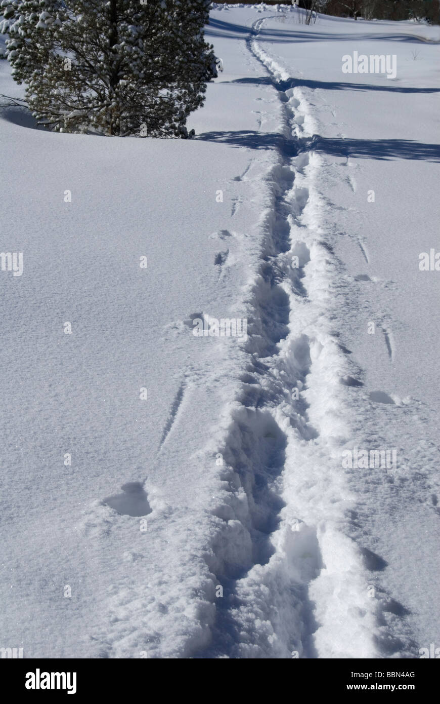 Cross country ski tracks in snow, Colorado US Stock Photo - Alamy