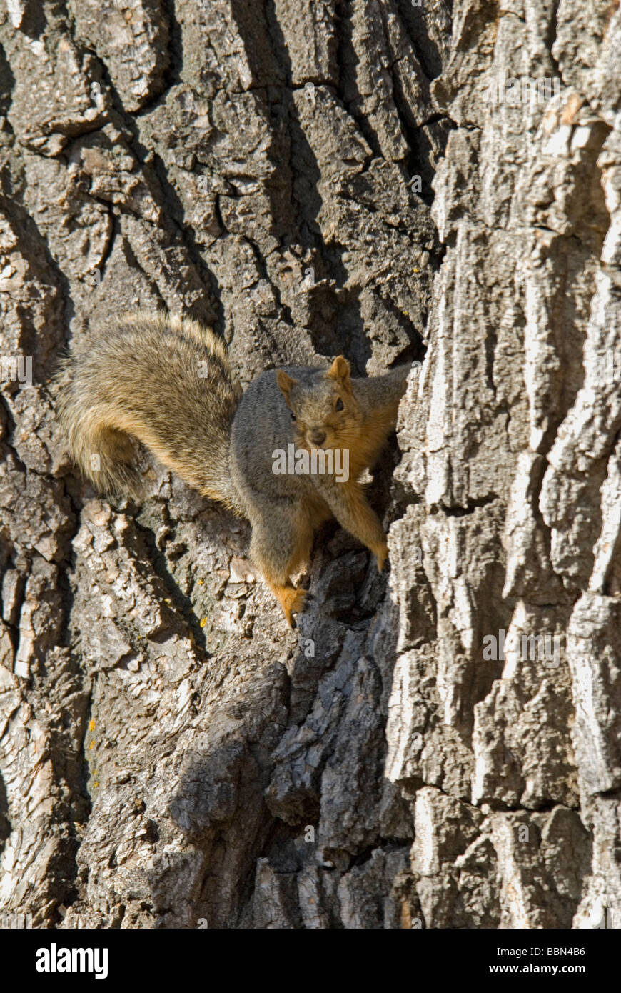 Eastern Fox Squirrel (Sciurus niger) on Plains Cottonwood tree, Aurora ...