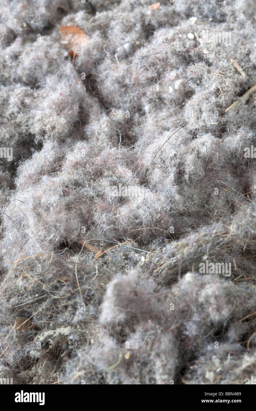 Dust Dirt Grey Dusting Housedust High Resolution Stock Photography and ...