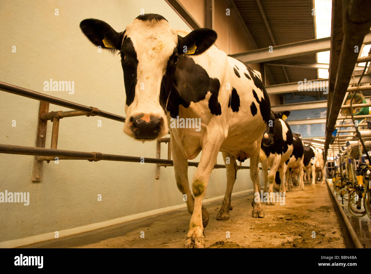 Milking cows hi-res stock photography and images - Alamy