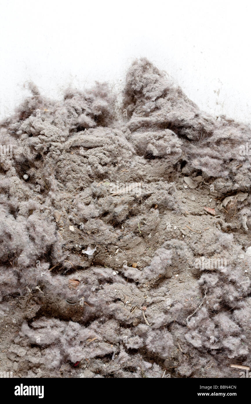 House dust from vacuum cleaner bag Stock Photo - Alamy