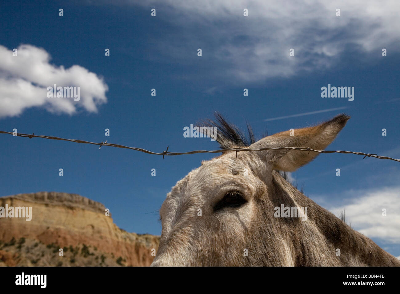 A donkey at Ghost Ranch in Abiquiu, New Mexico. August 30, 2008 Stock ...
