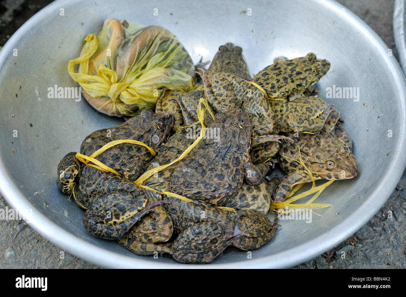 Live toads, legs tied together, in an aluminum bowl, fish market ...