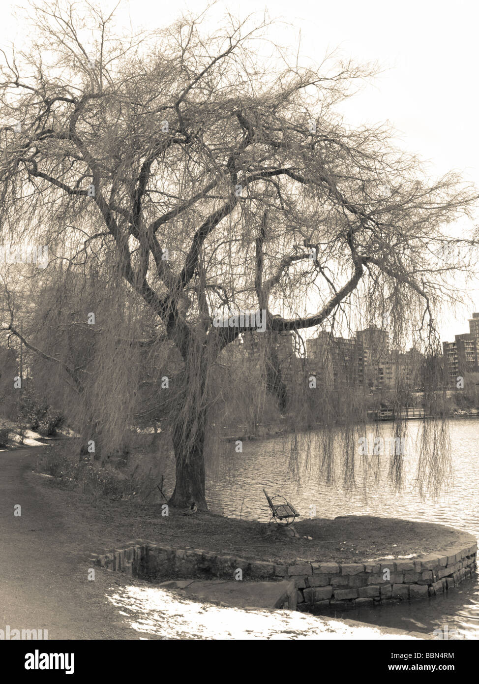 Bench with willow hi-res stock photography and images - Alamy