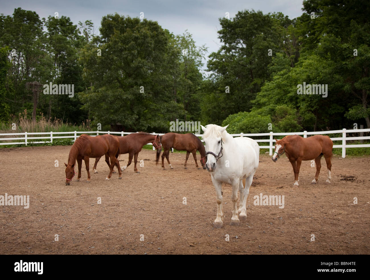 Horses in a corral Stock Photo - Alamy