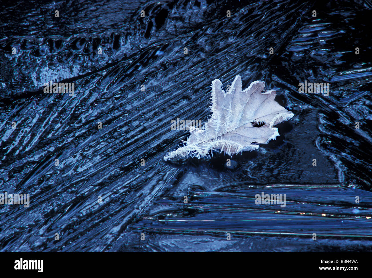 Oak leaf with frost on the surface of a frozen biotope Stock Photo - Alamy