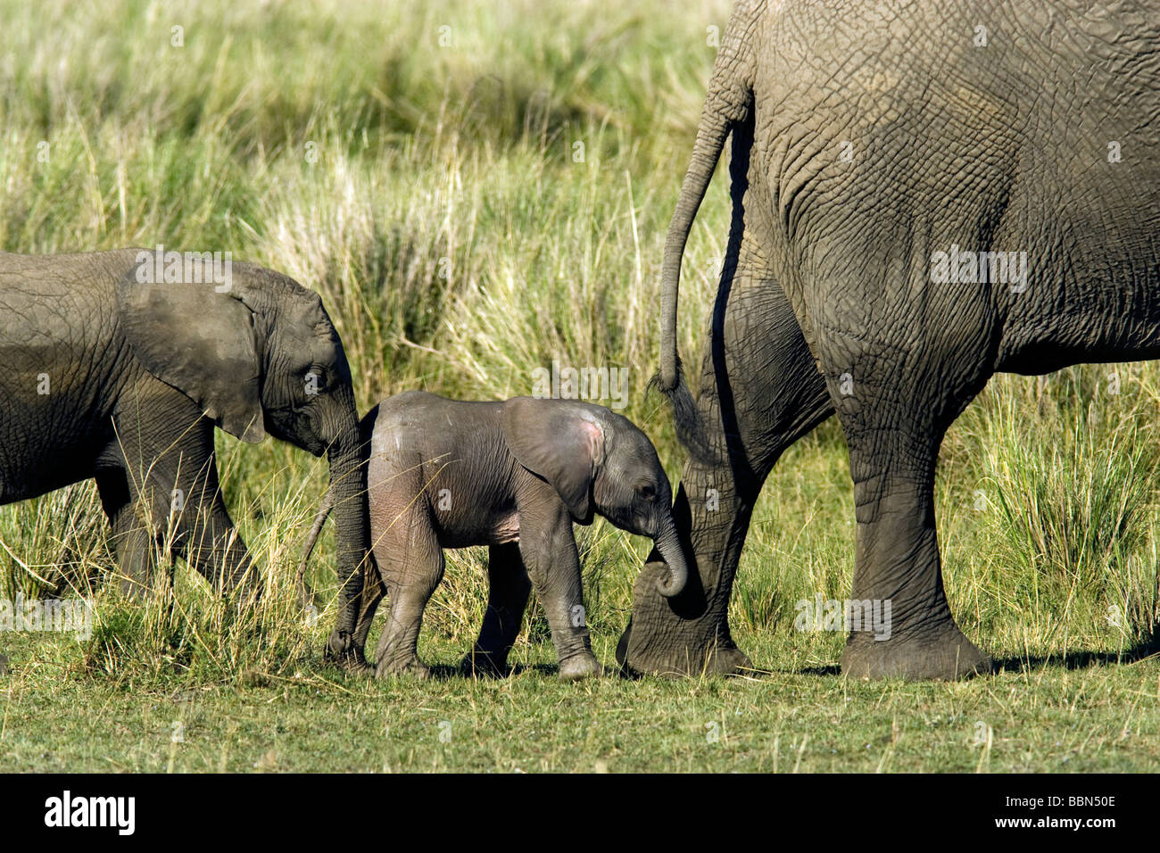 Helping Baby Elephant High Resolution Stock Photography and Images - Alamy