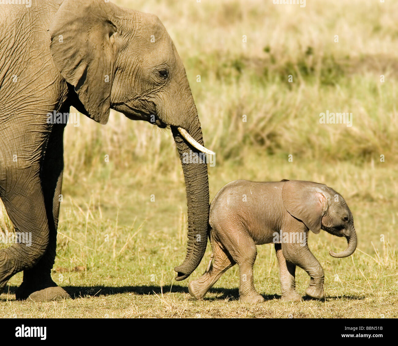 Helping Baby Elephant High Resolution Stock Photography and Images - Alamy