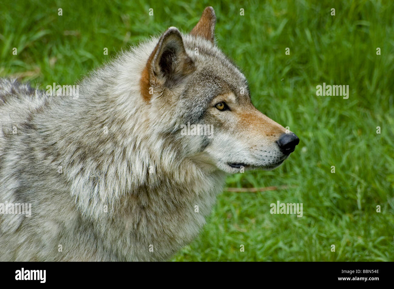 A Timber Wolf Stock Photo - Alamy