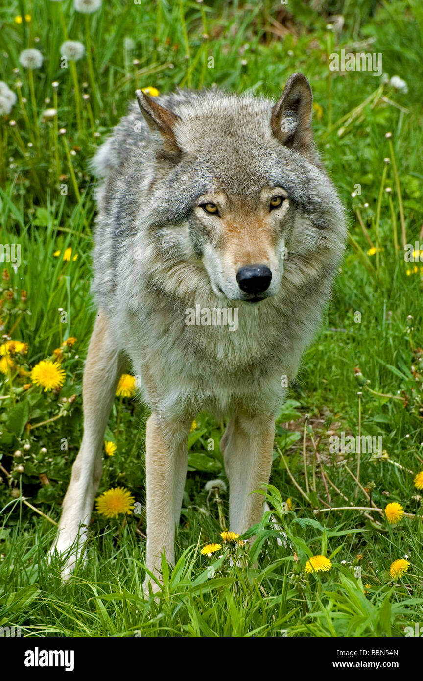A Timber Wolf Stock Photo - Alamy