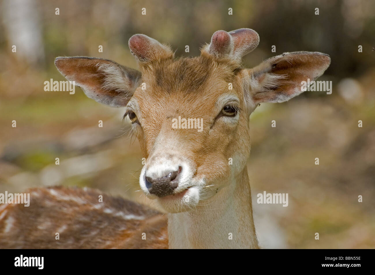 A Fallow Deer buck Stock Photo - Alamy