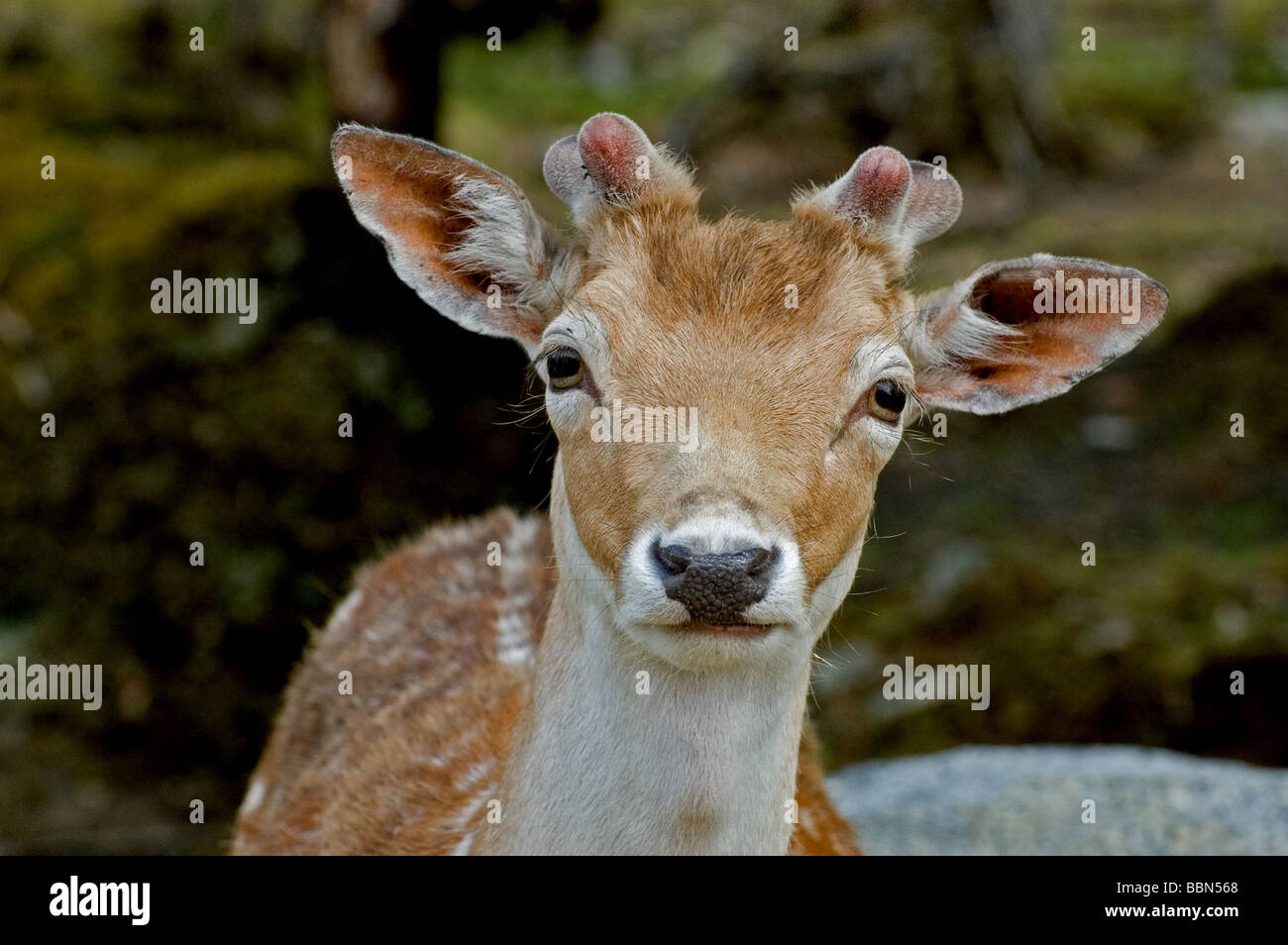 A Fallow Deer buck Stock Photo - Alamy