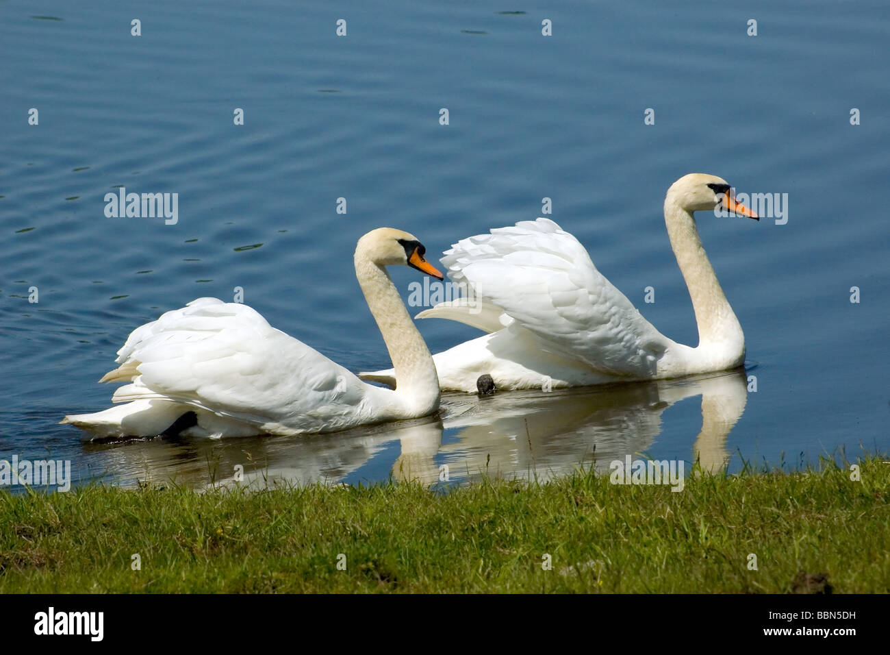 A pair of Swans Stock Photo - Alamy