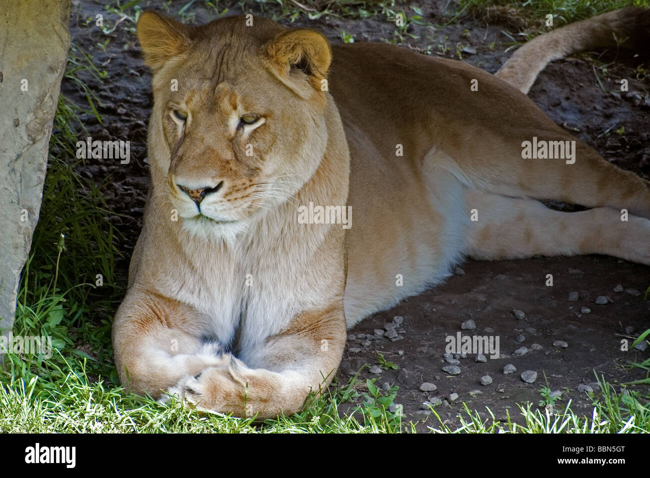 A Lioness resting Stock Photo - Alamy