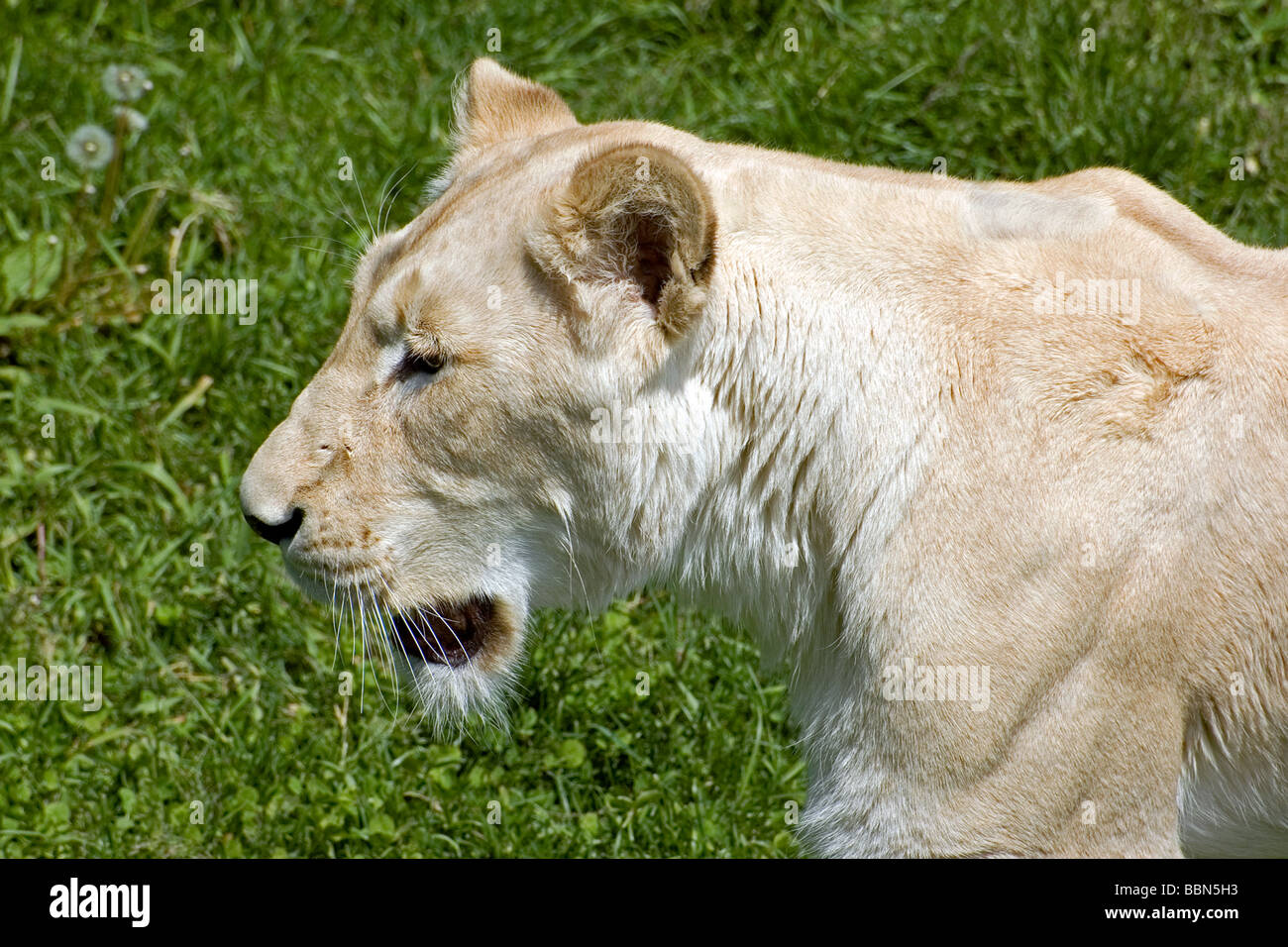 Close-up of a White Lioness Stock Photo - Alamy