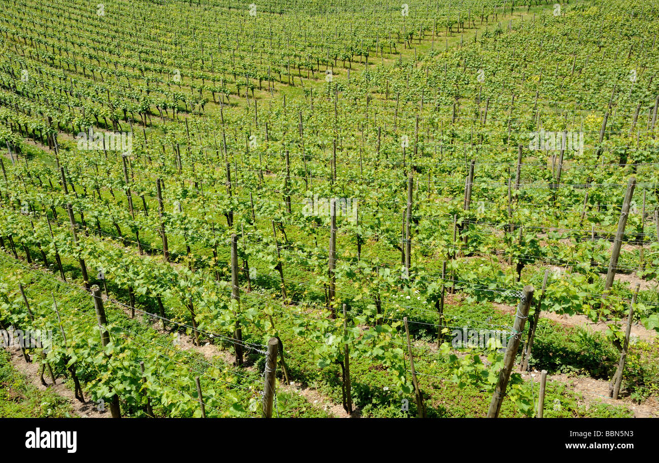Vines, vineyard in Ueberlingen at Lake Constance, Baden-Wuerttemberg ...