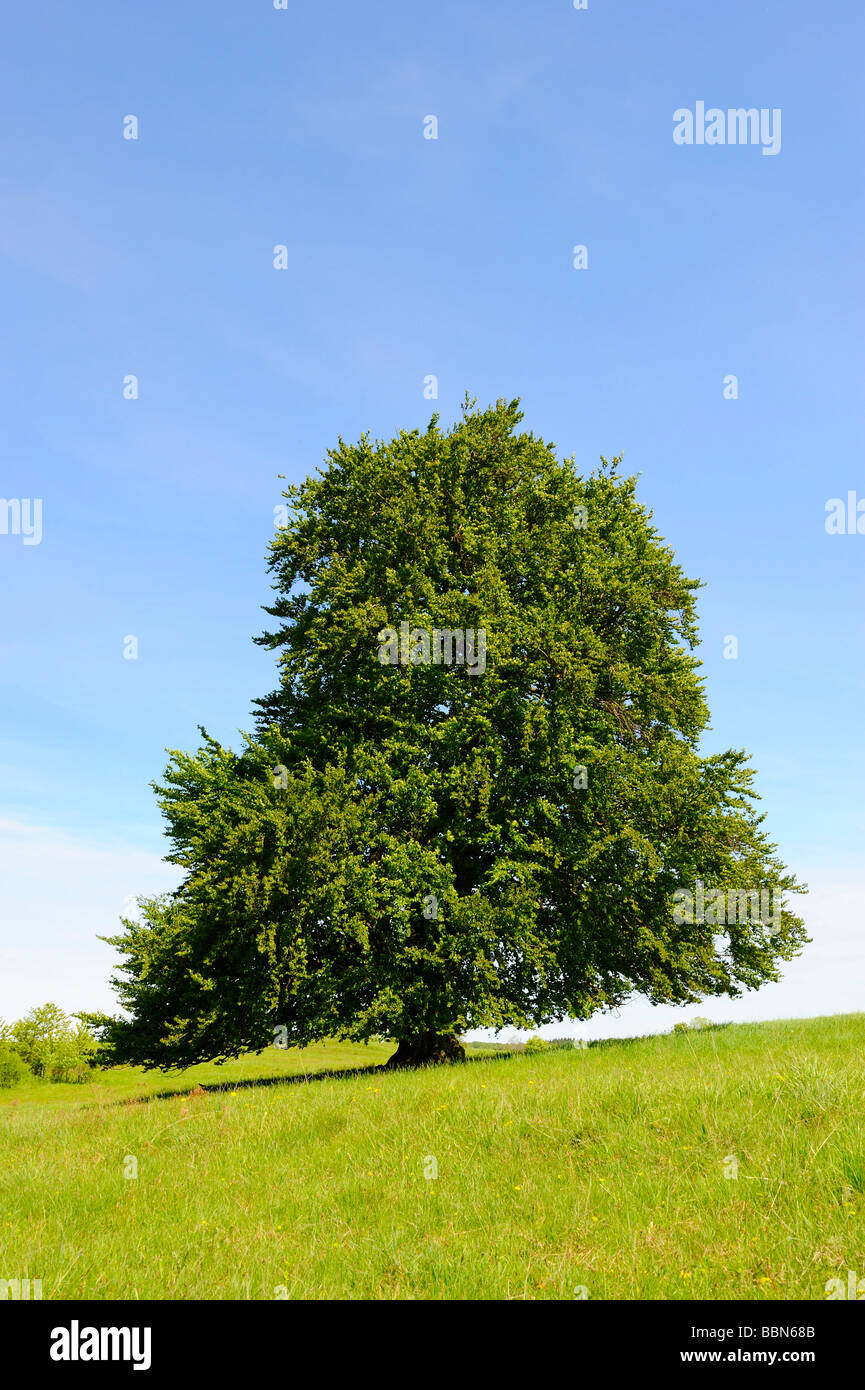 European beech (Fagus sylvatica) in spring, Swabian Mountains, Baden ...