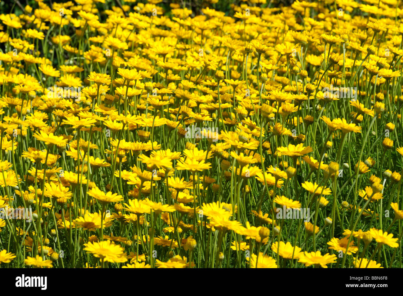Anthemis species hi-res stock photography and images - Alamy