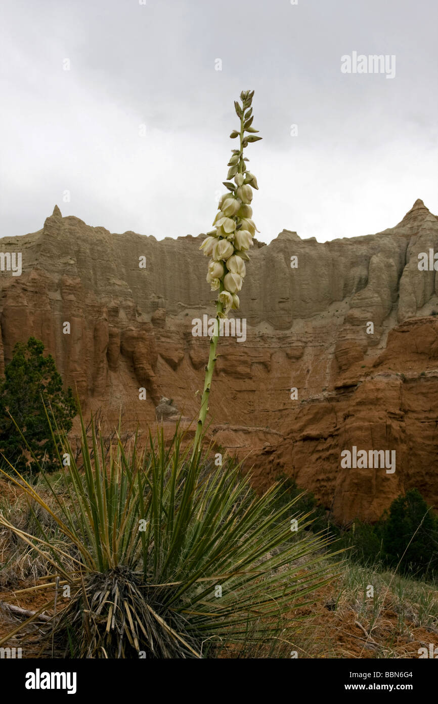 Yucca plant hi-res stock photography and images - Alamy