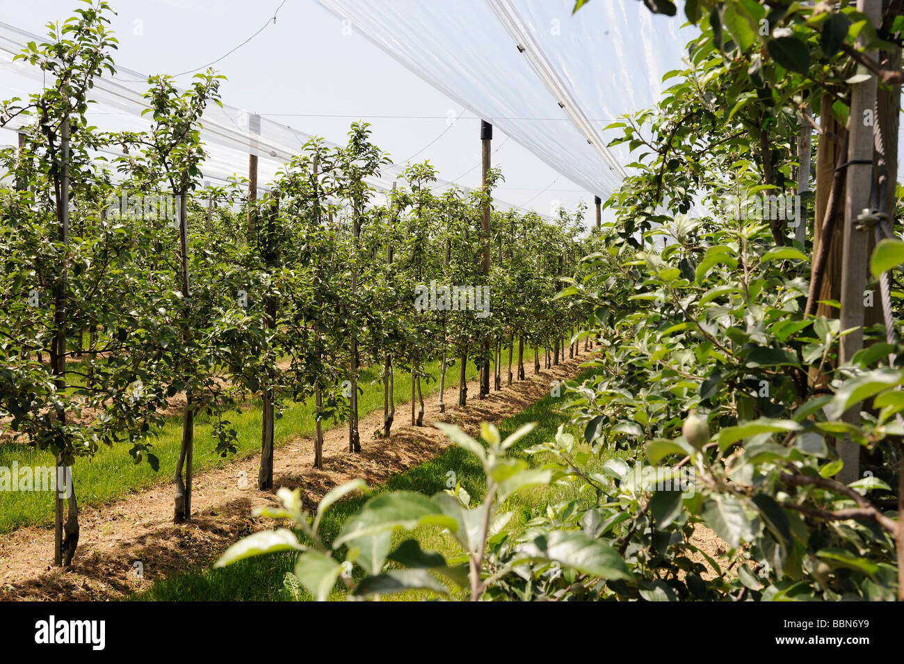 Hagnau at lake constance hi-res stock photography and images - Alamy