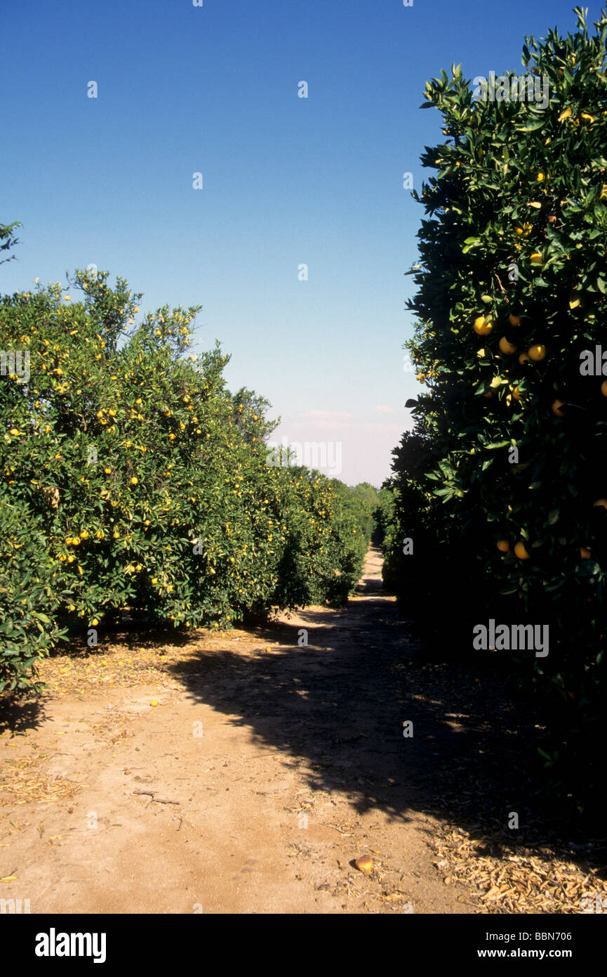 orange tree orchard citrus grove fruit food grow agriculture farm ranch ...
