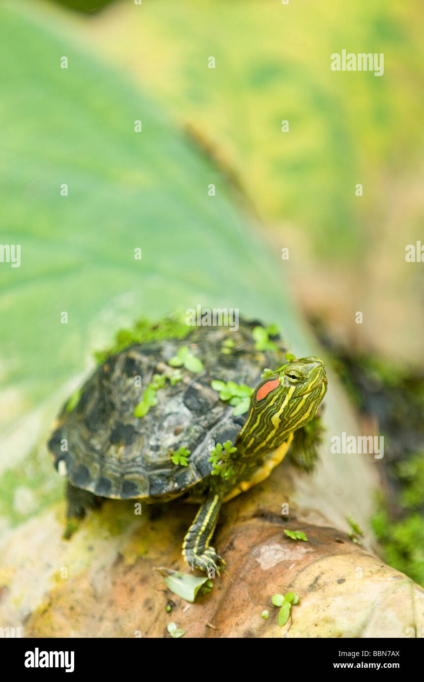 Swamp turtle hi-res stock photography and images - Alamy