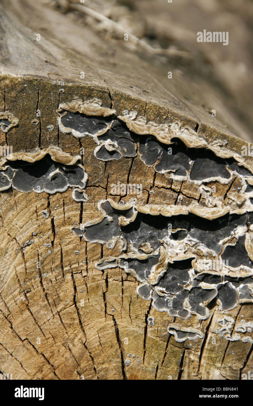 pattern and fungus growing on old cut tree trunk Stock Photo - Alamy