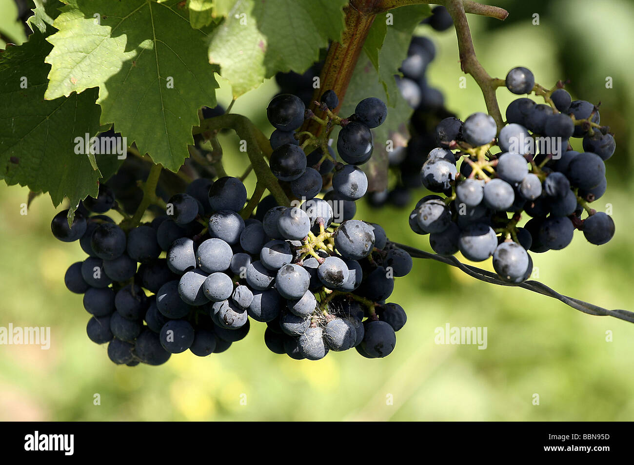 Fruit_growing hi-res stock photography and images - Alamy