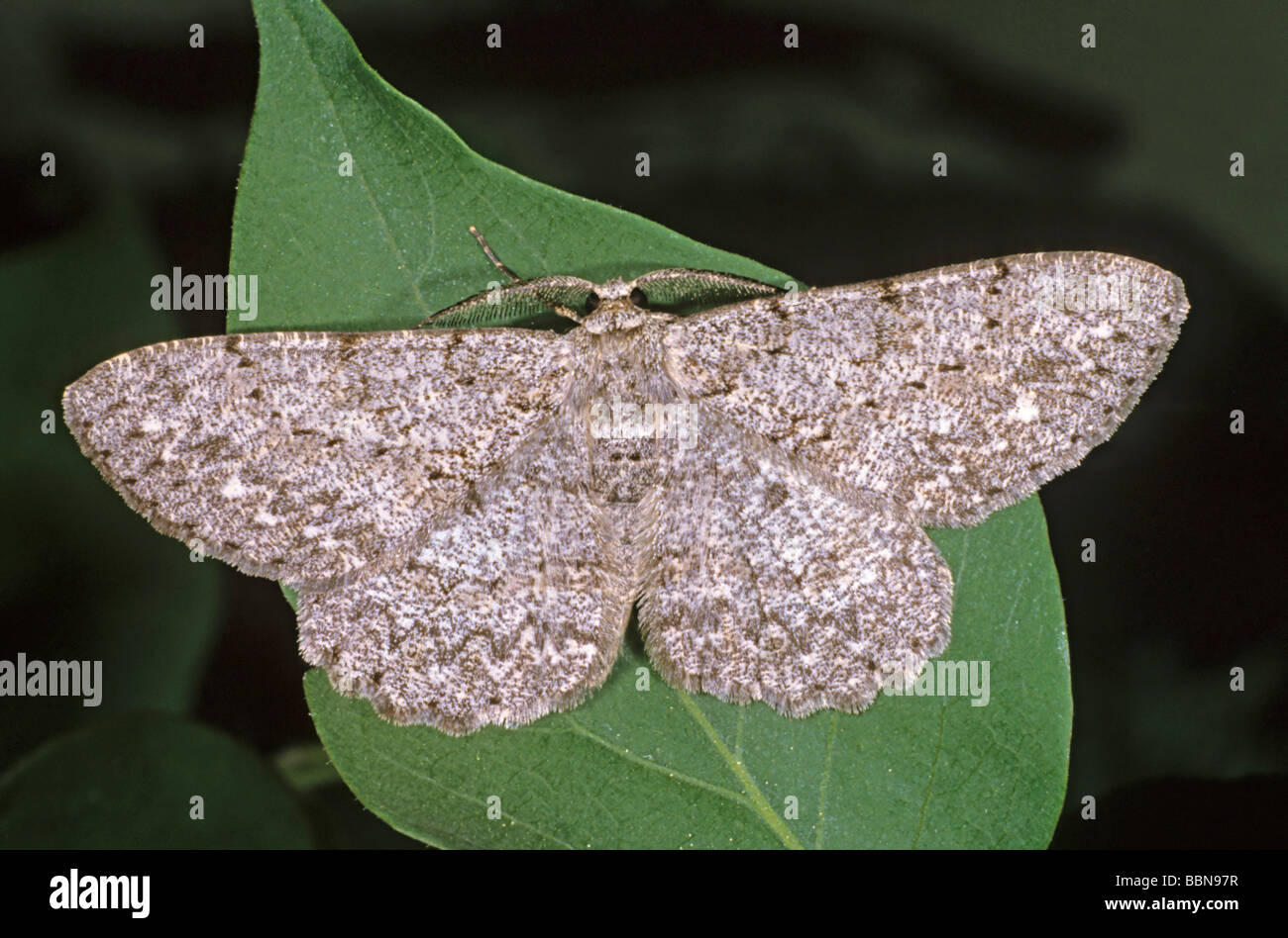 Boarmia roboaria (Boarmia roboaria Stock Photo - Alamy