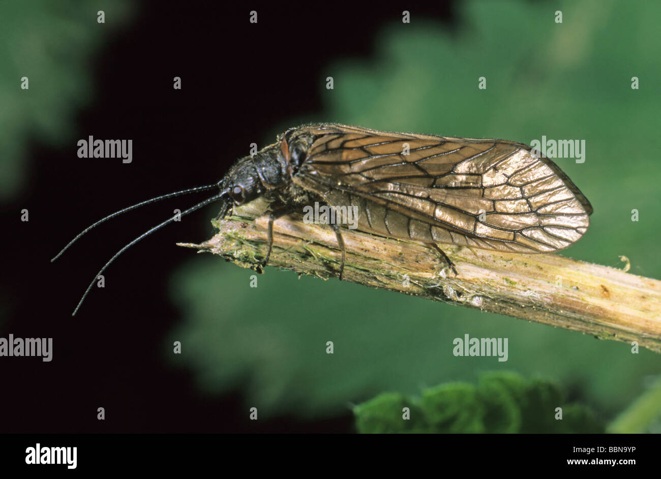 Alder fly (Sialis flavilatera Stock Photo - Alamy