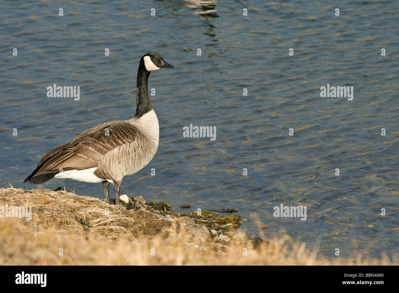Canada fowl hi-res stock photography and images - Alamy