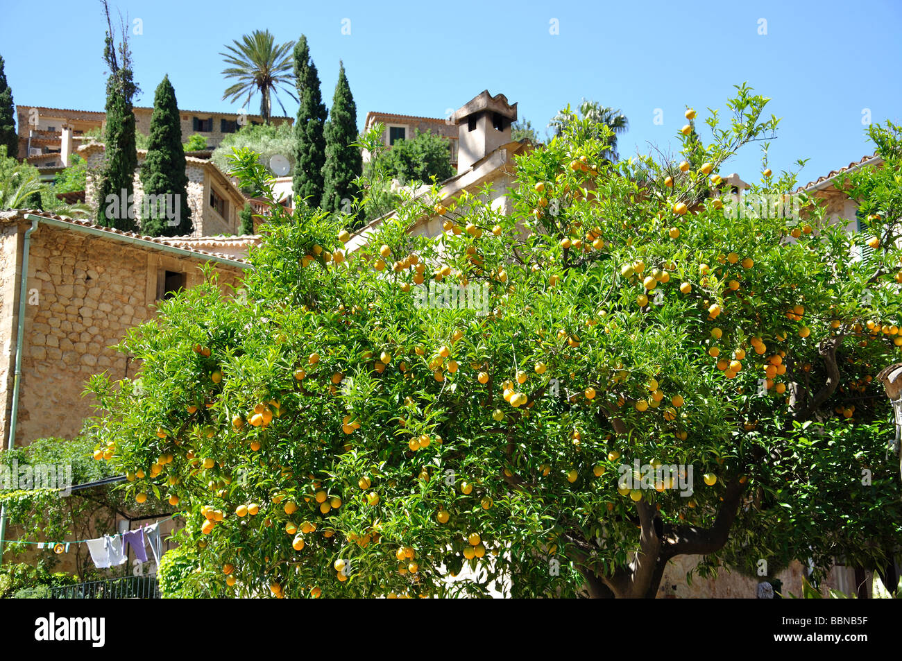 Orange tree, hilltop village of Deia, Deia Municipality, Mallorca ...