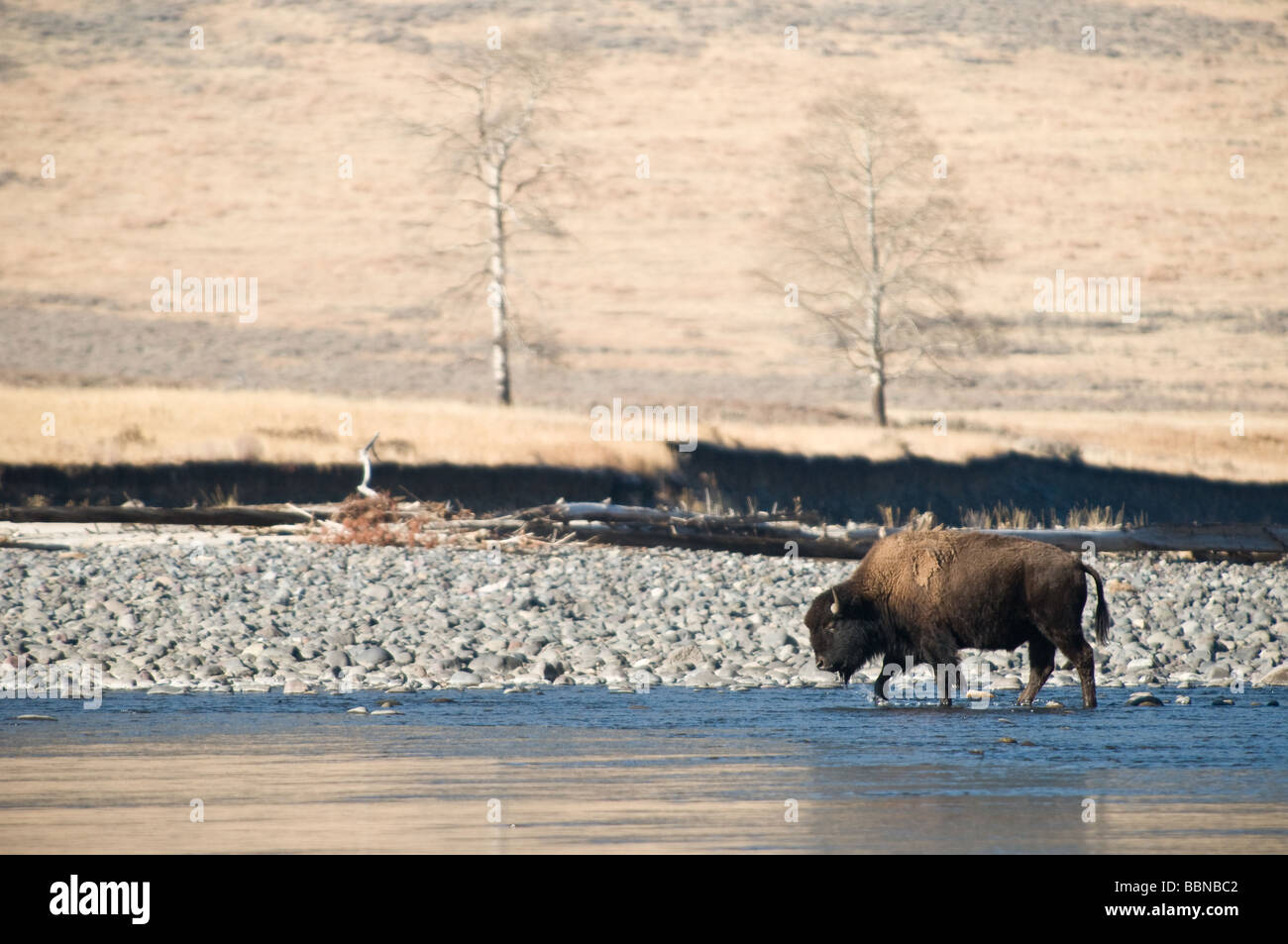 Buffalo crossing yellowstone hi-res stock photography and images - Alamy