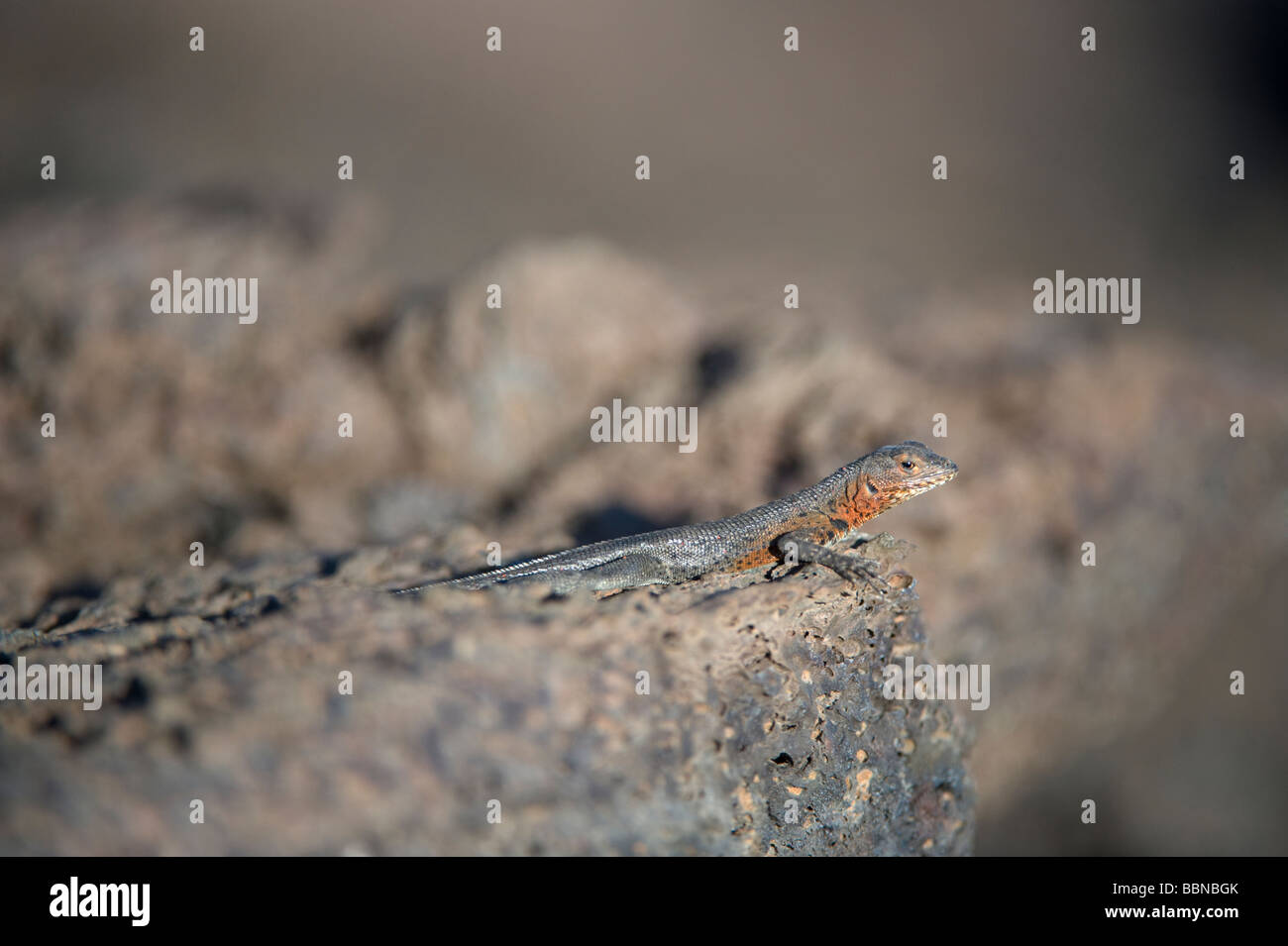 Lava lizard Microlophus spp Punta Moreno Isabela Island Galapagos ...