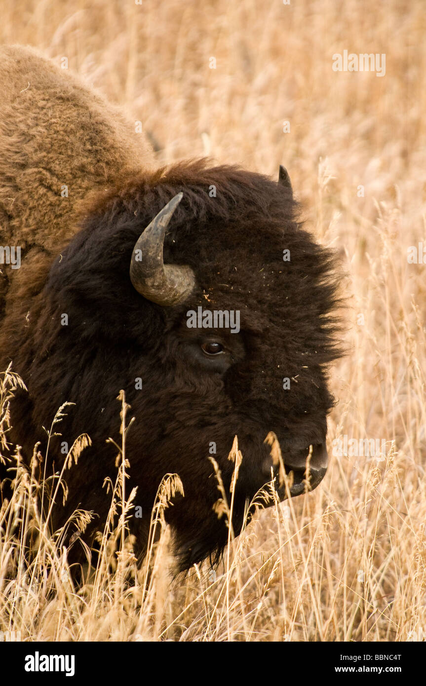 Bovine buffalo head bison hi-res stock photography and images - Alamy