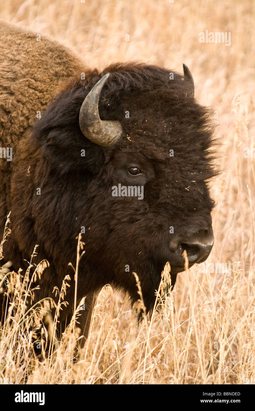 American buffalo hi-res stock photography and images - Alamy