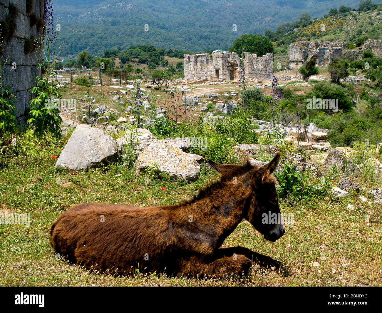 Horse in the Ancient City Ruins of Kaunos (Caunos) Dalyan Turkey Stock ...